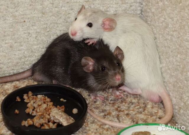 Крыса домашняя