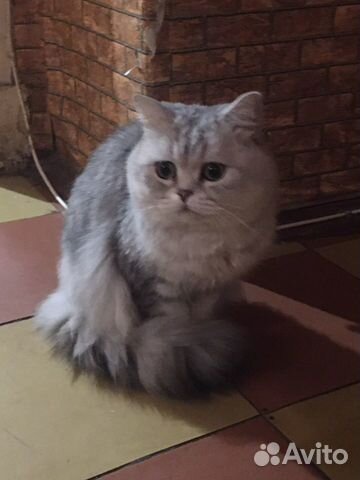 Отдам кота в добрые руки