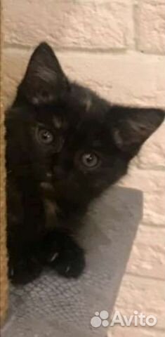 Британские котята