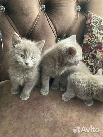 Шотландские котята