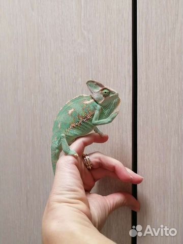 Хамелеон самец