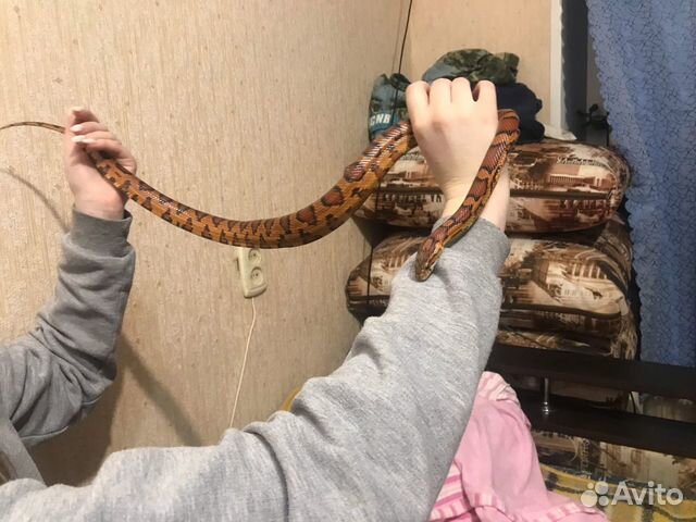 Маисовый полоз