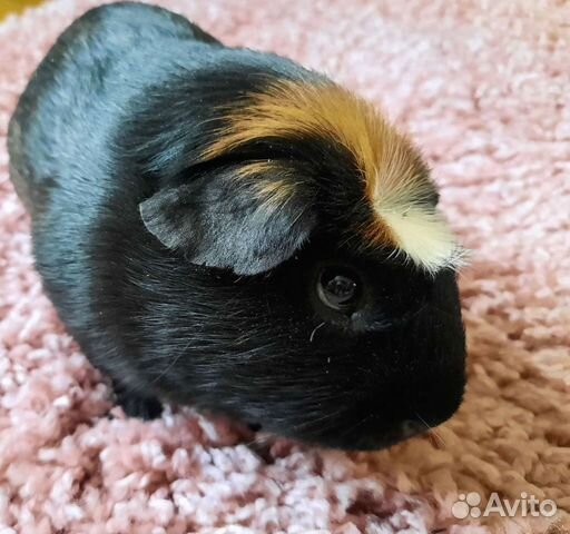 Морская свинка в дар