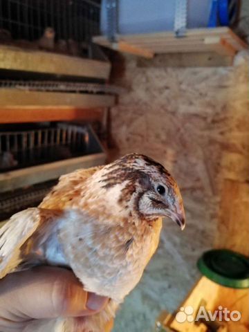 Самец перепела