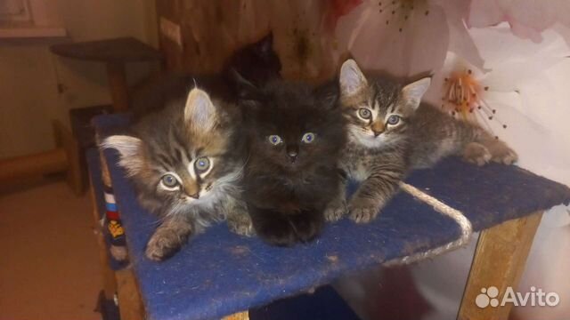 Котята