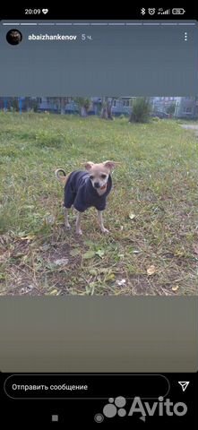 Мини той-терьер