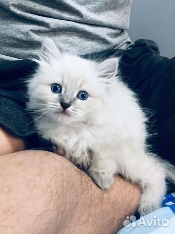 Невская маскарадная девочка