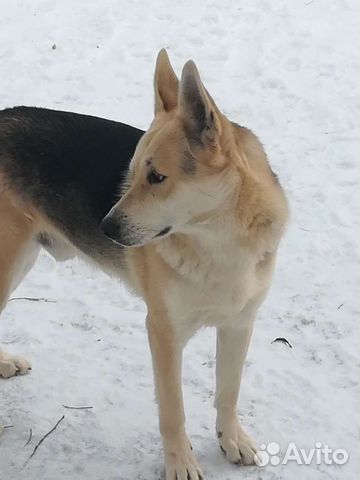 Собака в добрые руки овчарка