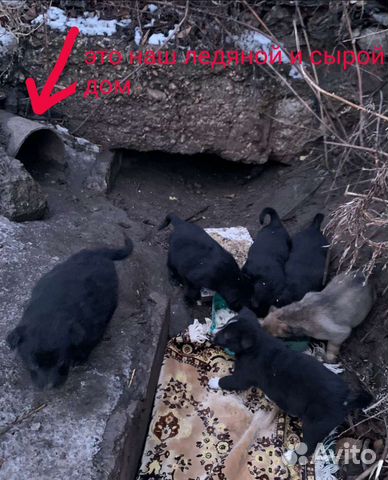 Мечтаю стать домашними