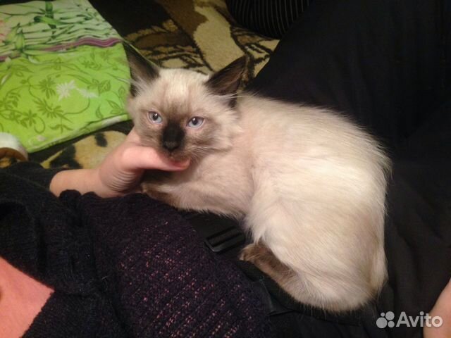 Котёнок тайский. Возраст три месяца