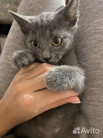 Котек перельного цвета