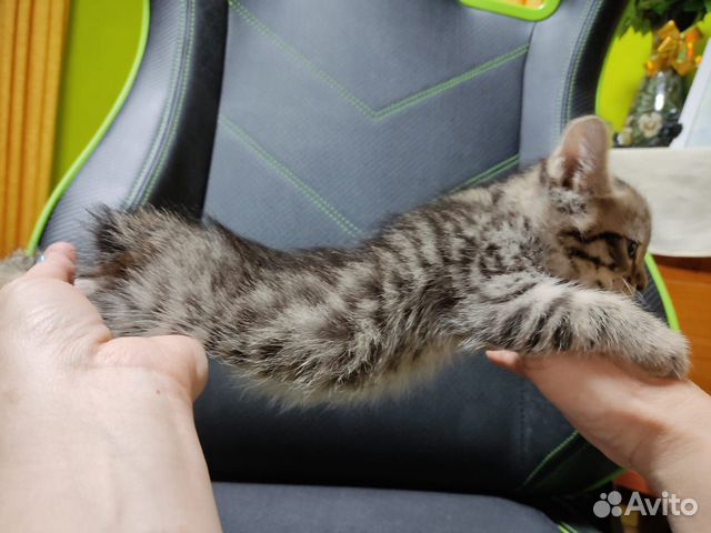 Котята от породистой кошки