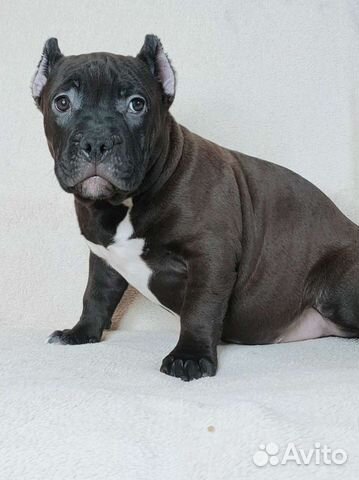 Микро Мальчик Американский булли