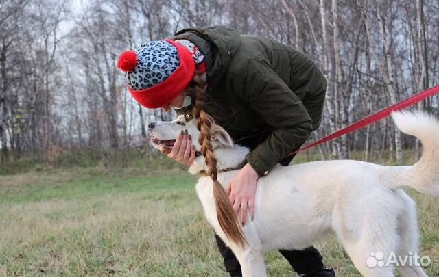 Молодой активный щенок ищет маму и папу
