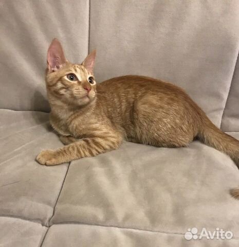 Котенок рыжий мордатый и красивый в добрые руки да