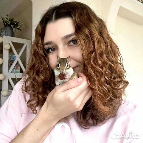 Бурундучата домашние