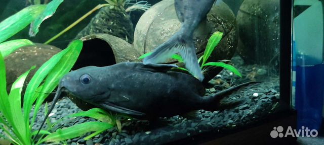 Аквариумные рыбки сомики
