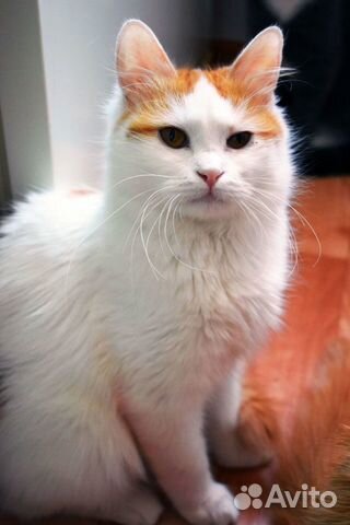 Кот Оникс 1 годик