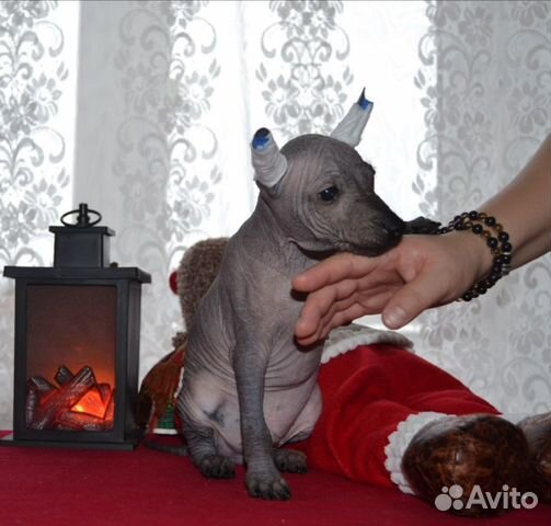 Ксолоитцкуинтли