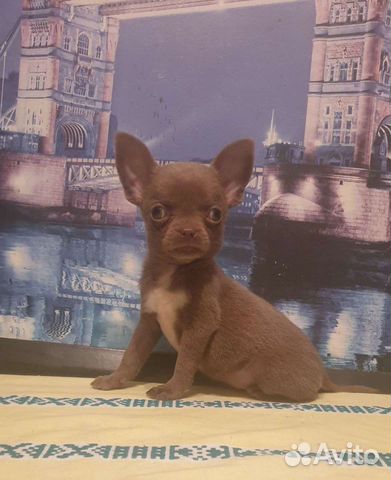 Супер мини лиловая девочка Чихуахуа