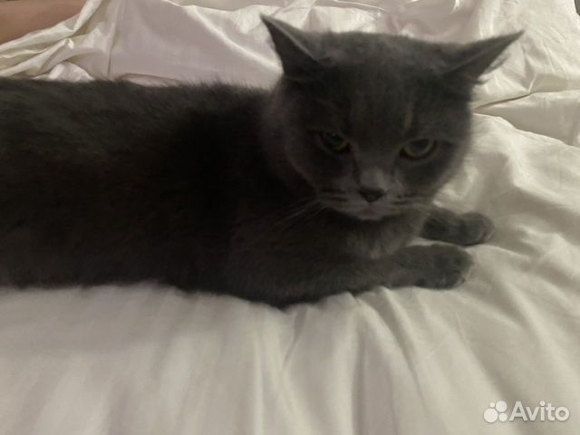 Кошка британка отдам бесплатно