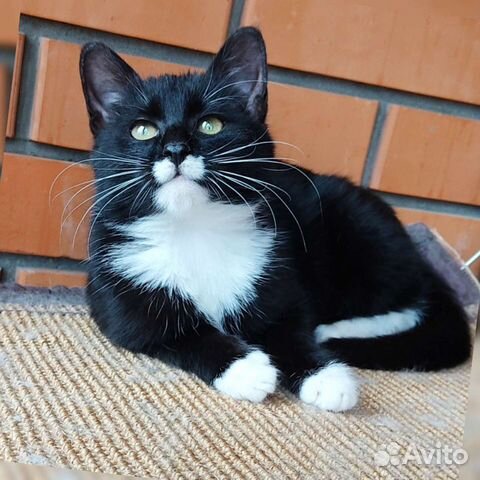 Котята, котёнок маркизный малыш в дар