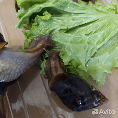 Улитки ахатины (домашние животные)
