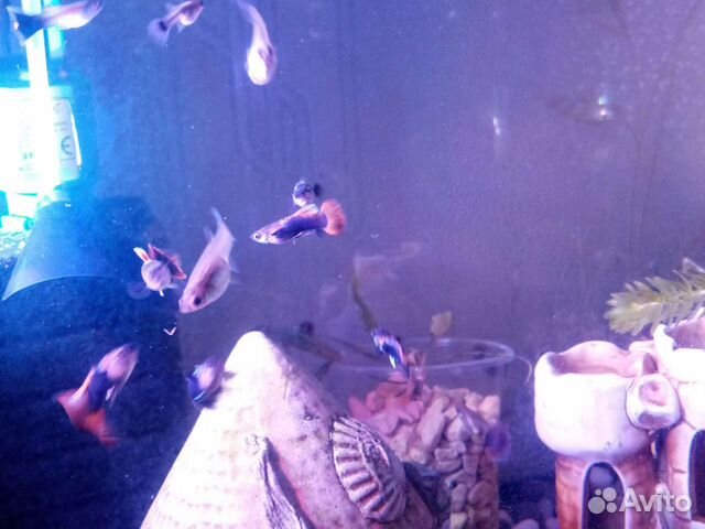 Аквариумные рыбки гуппи