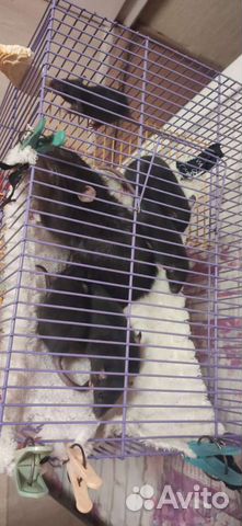 Крысы дамбо