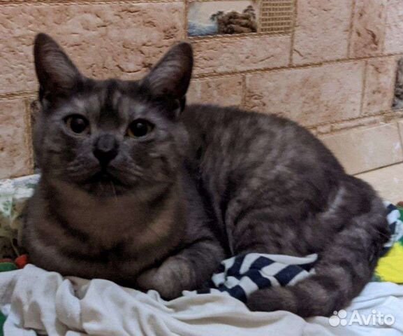 Кошка