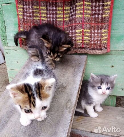 Бронируются малыши