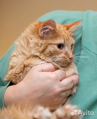 Солнце в добрые руки