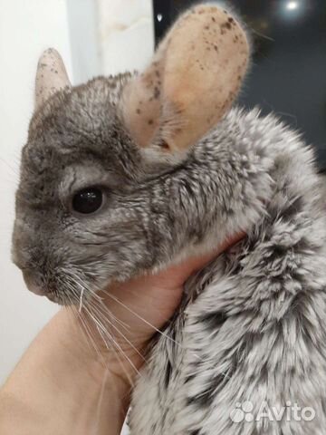 Шиншилла