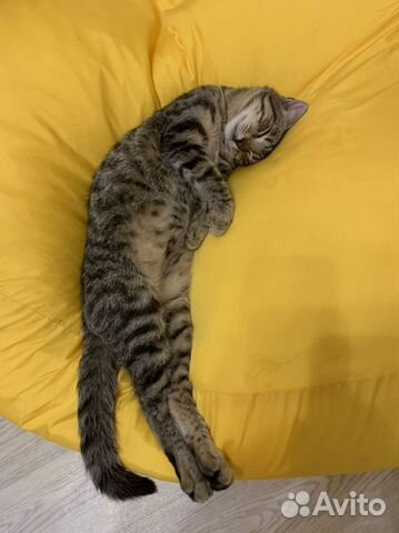 Котик Бурундучок 6 мес