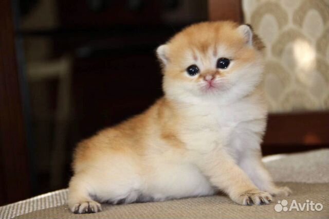 Элитный британский котик