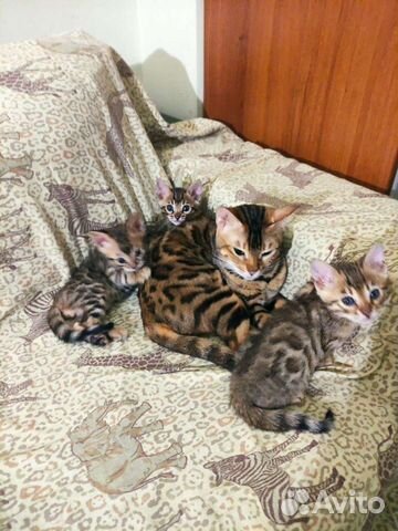 Бенгальские котята
