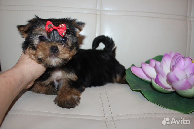 Красивая девочка Йорочка 2 мес