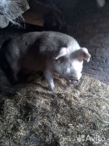 Кабан на мясо