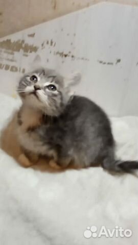 Котодетка в добрые руки