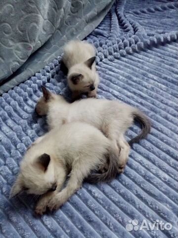 Тайские котята