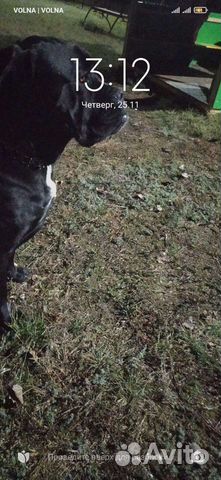 Продам песика