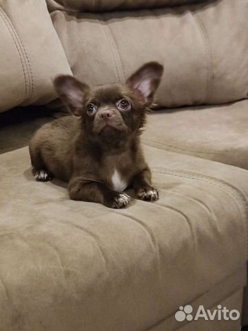 Продаётся шоколадный кобелёк чихуахуа
