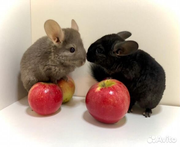 Шиншиллята мальчик и девочка