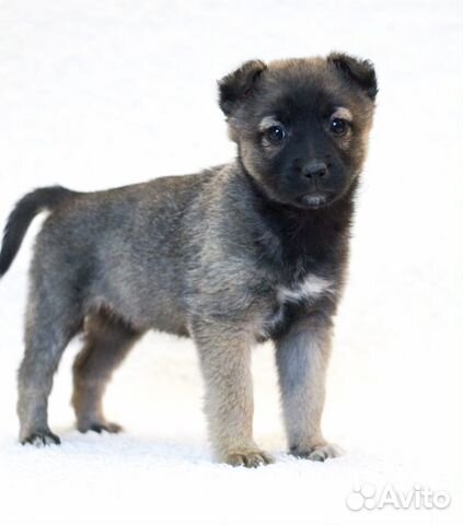 Малютка Груня щенок в добрые руки