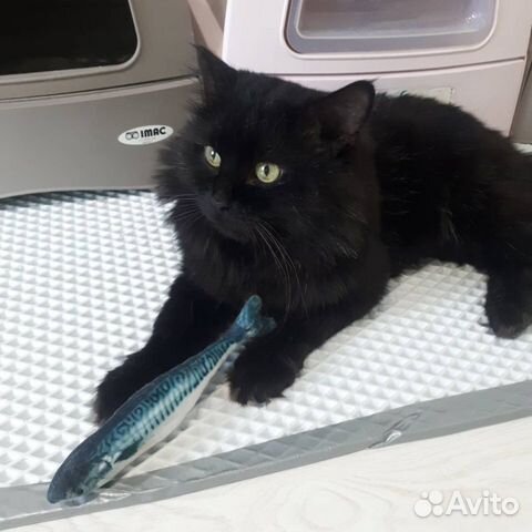 Кошки в добрые руки бесплатно