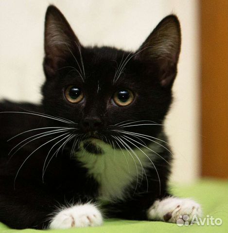 Котёнок Мэгги в дар