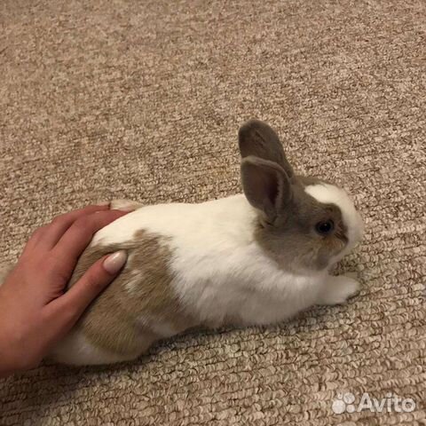Декоративные кролики