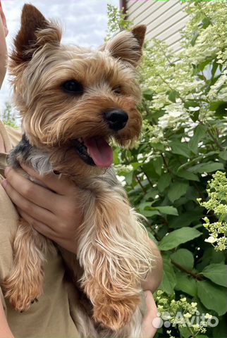 Вязка йорк кобель бесплатно