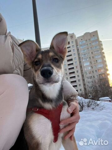 Я Твой пёсель - ты мой друг