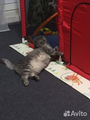 Шотландский вислоухий кот